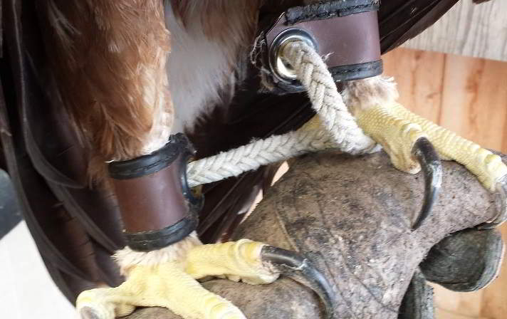 BIOTHANE COATED WEBBING ANKLET MATERIAL - Mike's Falconry Supplies