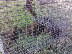 Elevator repeating Sparrow and Starling trap - Mike's Falconry Supplies