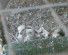 Harris Hawk Breeder: Hawks for Sale | Mike's Falconry Supplies