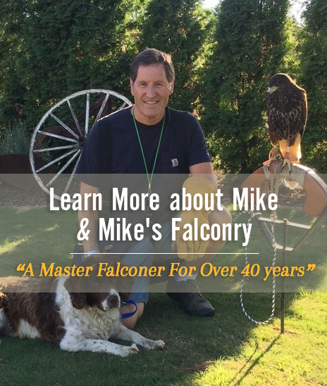All About Falconry Hoods - Mike's Falconry Supplies