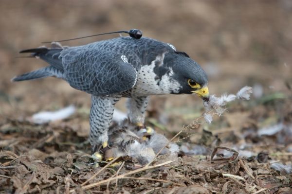 Falconry Tips - Mike's Falconry Supplies