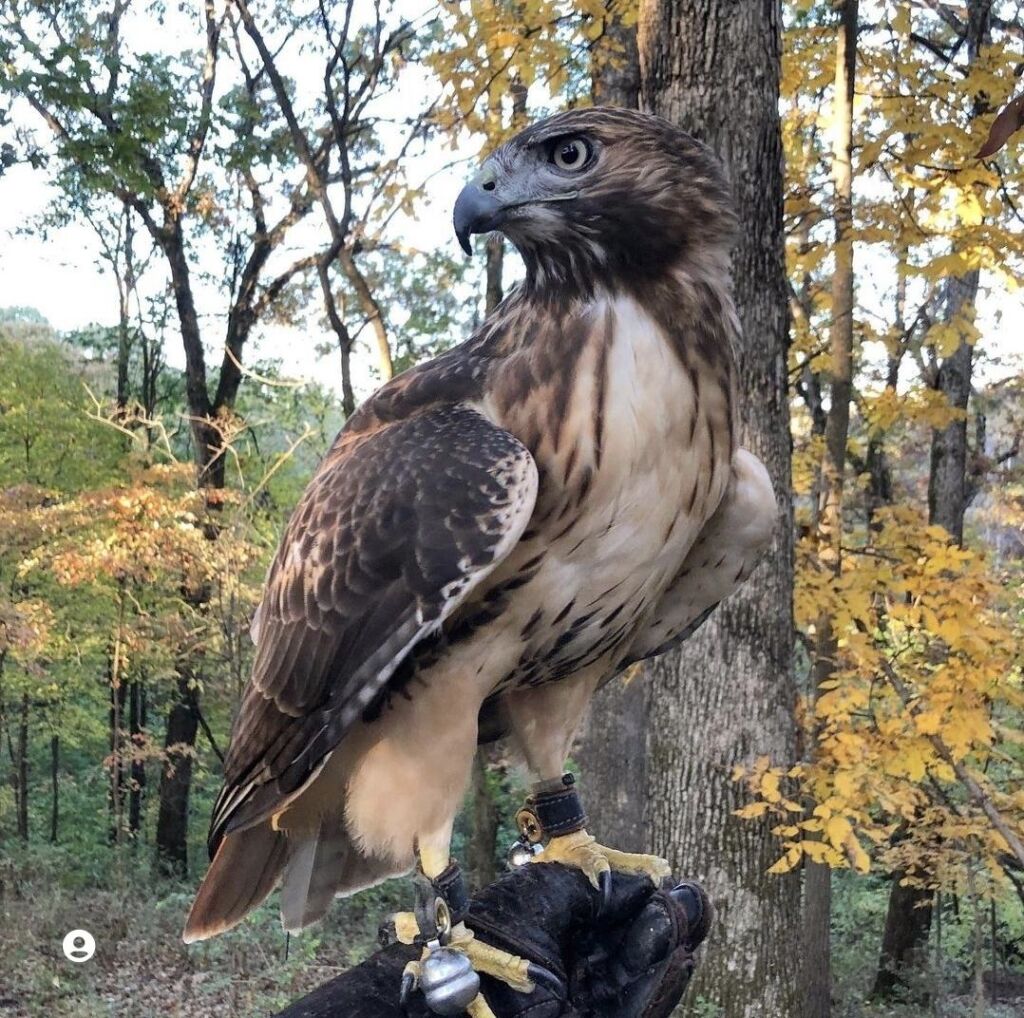 A Clarke Lined Falconry removable anklets - Made in a Black and Brown ...